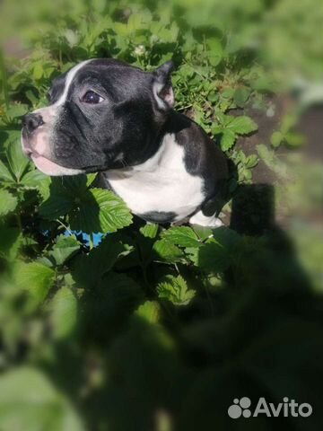 Сара-милая девочка (мини)