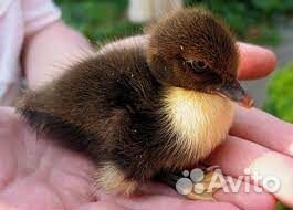 Индоутята суточные