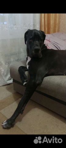 Немецкий дог