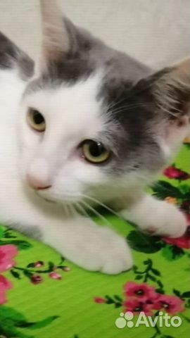 Милый ручной котенок девочка