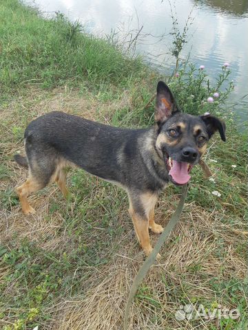 Собака в надежные и добрые руки