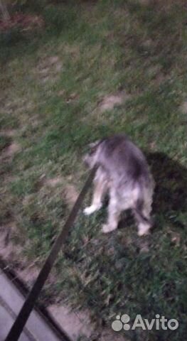 Ищем сучку для вязки