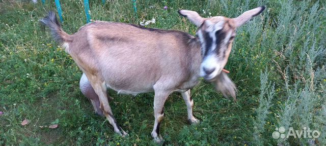 Коза дойная