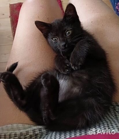 Черный котенок в добрые руки
