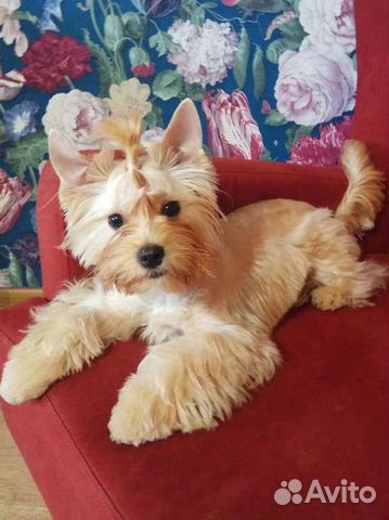 Ищем кавалера для голддаст йорка