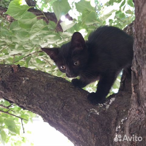 Малыши с ладошку