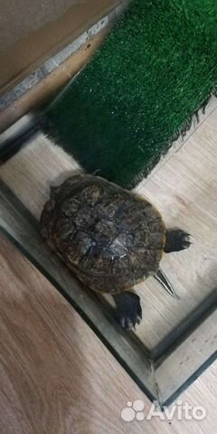 Красноухая черепаха бесплатно