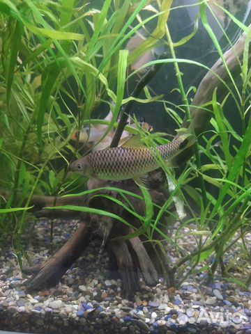 Бородоед (сетчатый кроссохейлюс)