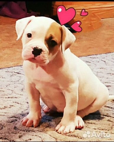 Американский бульдог щенки
