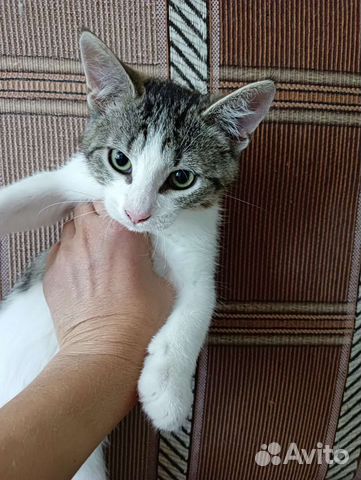 Котенок мальчик, 2 месяца