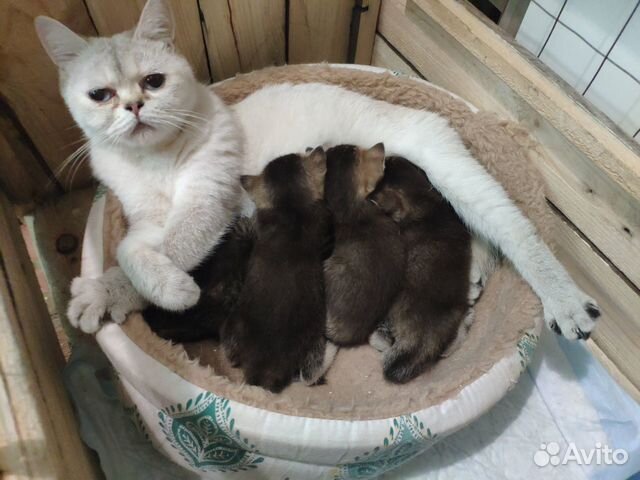 Британские котята