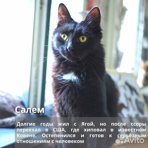 Кот в добрые руки