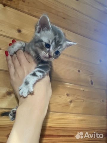 Котята