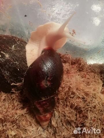 Улитка ахатина фулика альбино