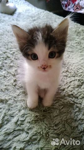 Отдам котят (мальчики 1,5 месяца) в добрые руки