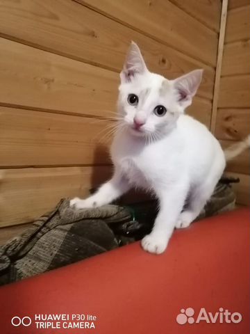 Котенок Белоснежка в добрые руки