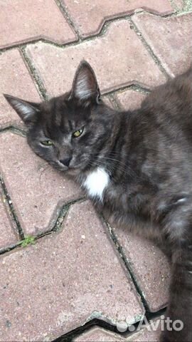 Котик интересного окраса в дар