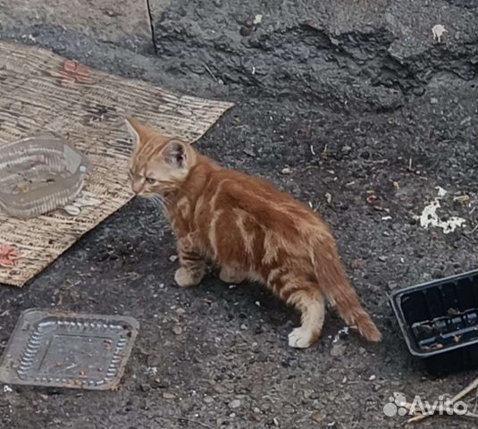 Котята в добрые руки 2 мес