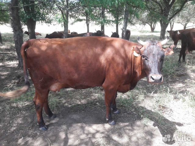 Продажа дойных коров