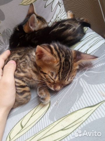 Котята бенгалы