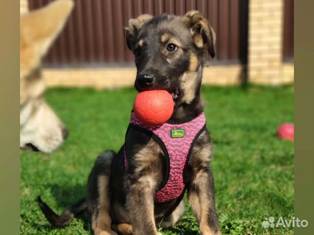 Щенок малышка в добрые руки