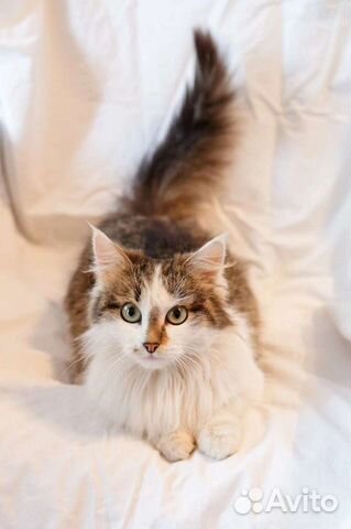 Молодая кошечка Китти очень хочет домой