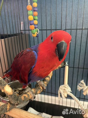 Попугай эклектус девочка