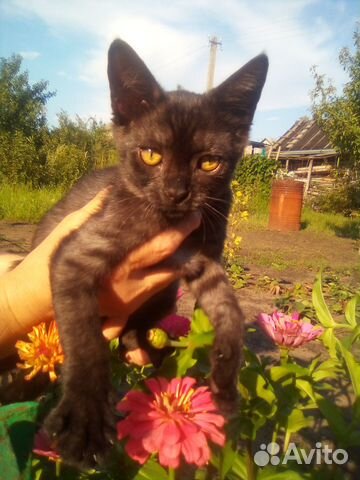 Кошечка буся ищет себе дом