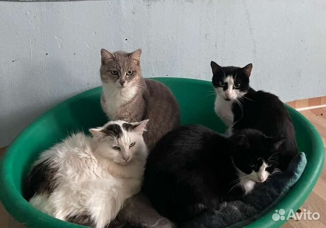 Приютские кошки