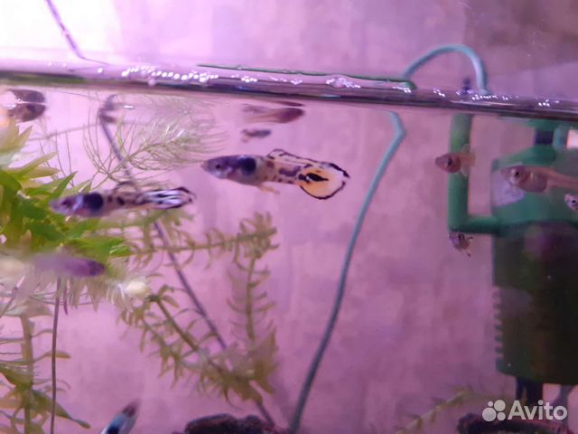 Рыбки и водоросли в дар