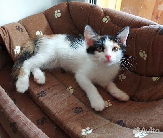 Котенок Злата ищет дом