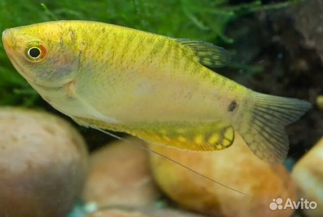 Продам или обменяю аквариумных рыбок