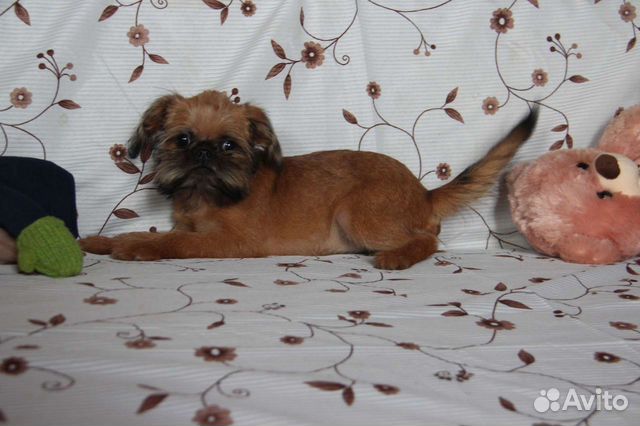 Брюссельский гриффон мальчик и девочка