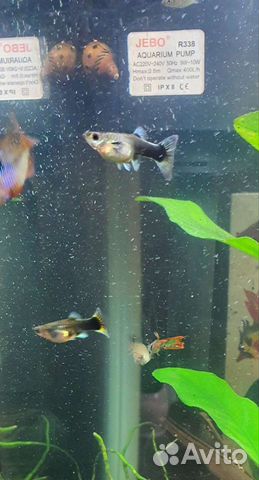 Гуппи самочки