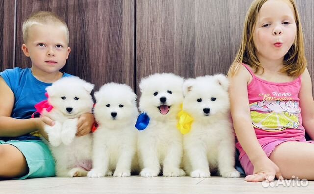Щеночки Самоеда - Ласковые Пушистики для Вас )