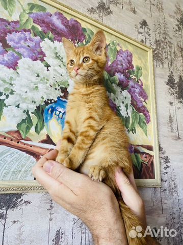 Чудесная рыжулька в ответственные ручки