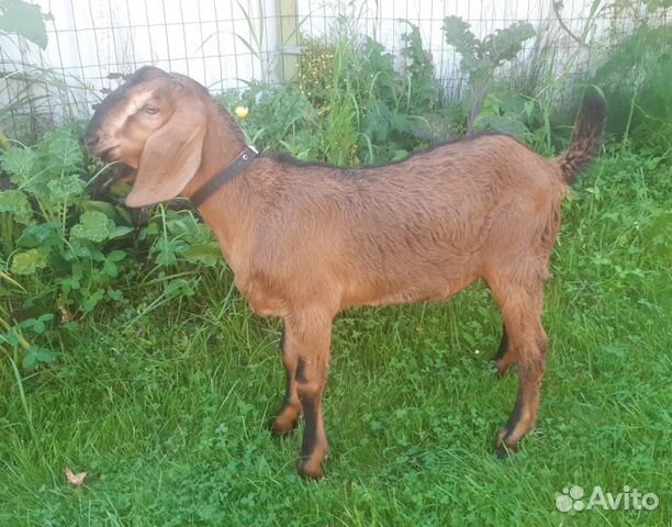 Козел нубо-камори