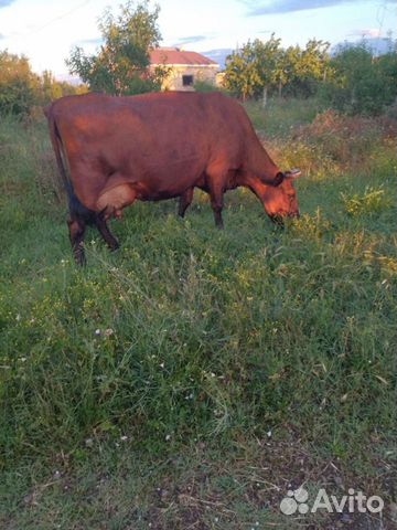 Корова дойная