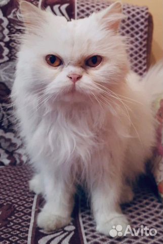 Белоснежная Бася ищет дом