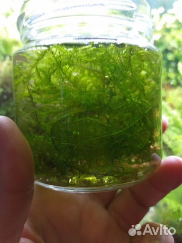 Мох Рождественский