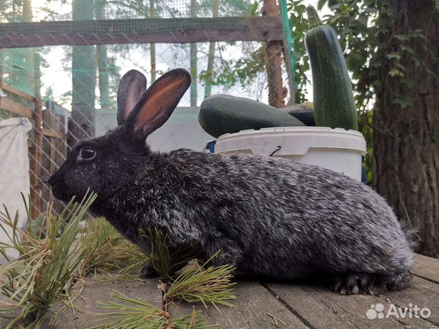Кролики полтавское серебро самка 1 год