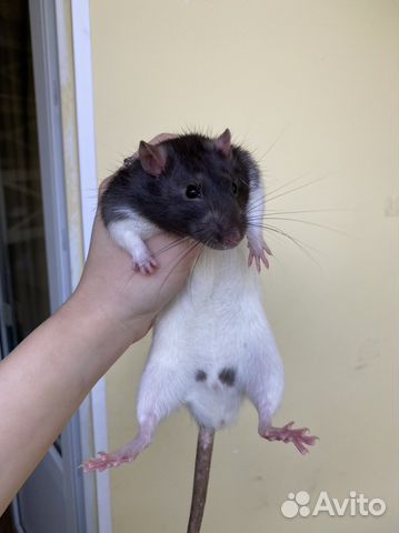 Крыса дамбо