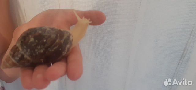 Отдаём улитку ахатинку (подросток )