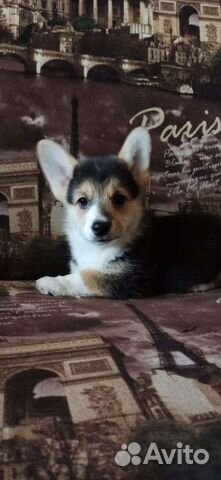 Вельш-корги пемброк девочка 2,5 месяца