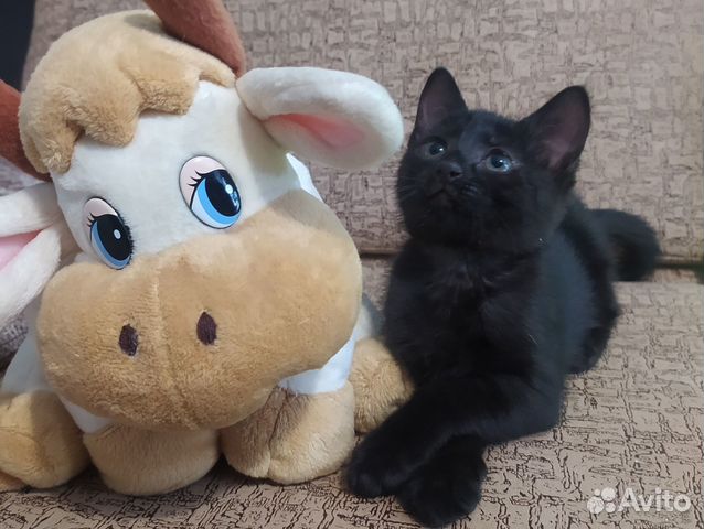 Котята-черныши в добрые руки