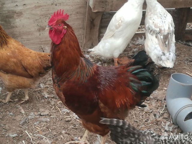 Кучинские юбилейные семья