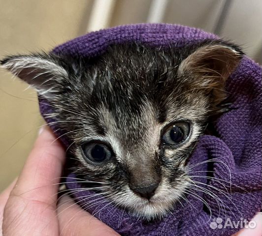 Котенок 1месяц