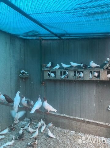 Голуби бойные