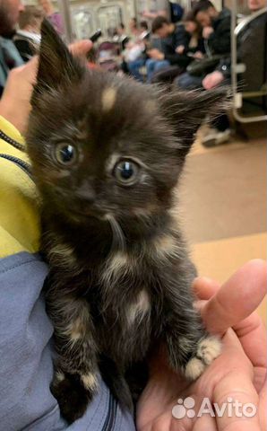 Кошечка,1.5 мес