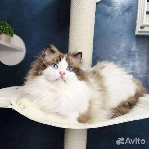 Вязка рэгдолл, только с родословной